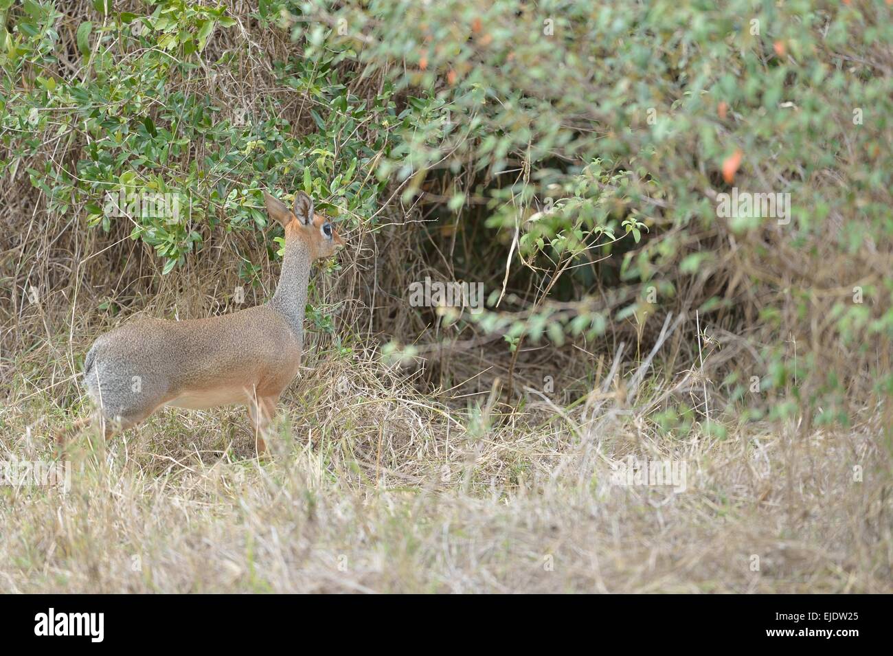 Kirk's Dik-dik (Madoqua kirkii) standing near bushes Masai Mara - Kenya - East Africa Stock ...