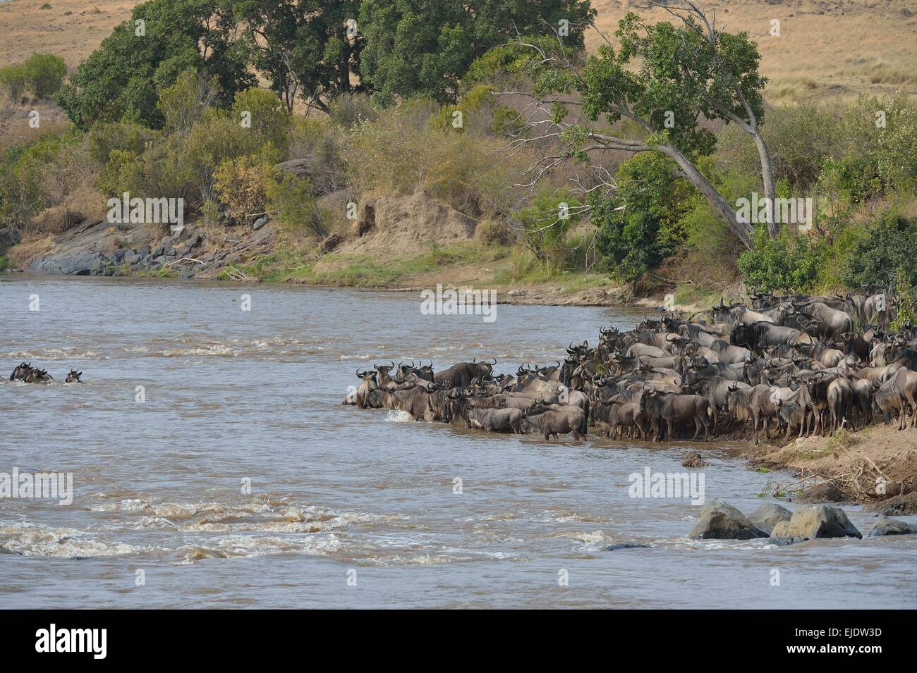 Blue wildebeest - Brindled gnu - Common wildebeest (Connochaetes ...