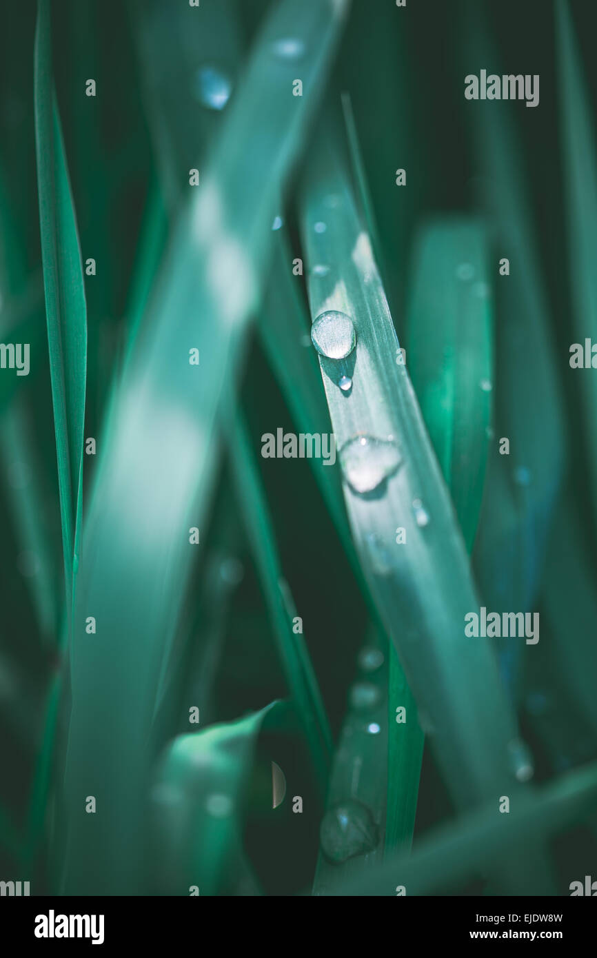 Dewdrop hi-res stock photography and images - Alamy