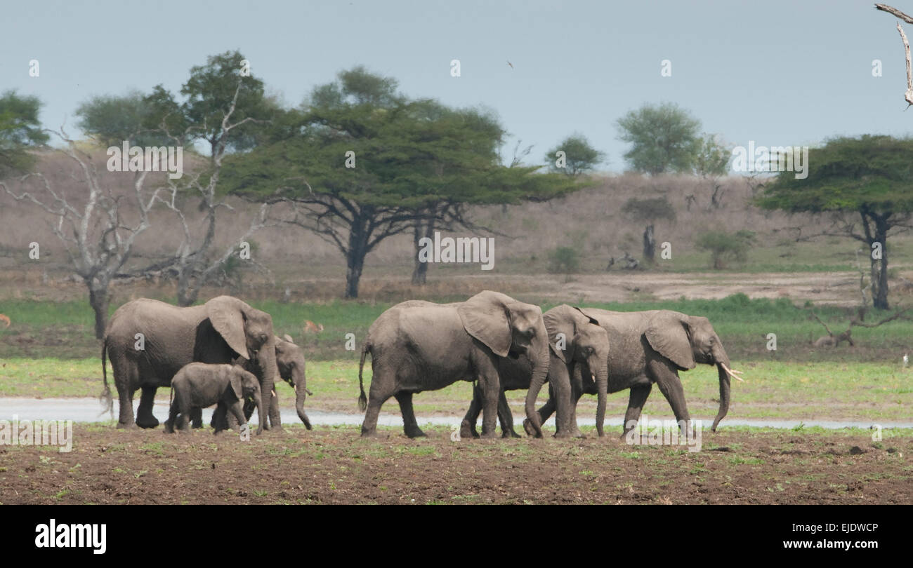 Elephants group herd tanzania hi-res stock photography and images - Alamy