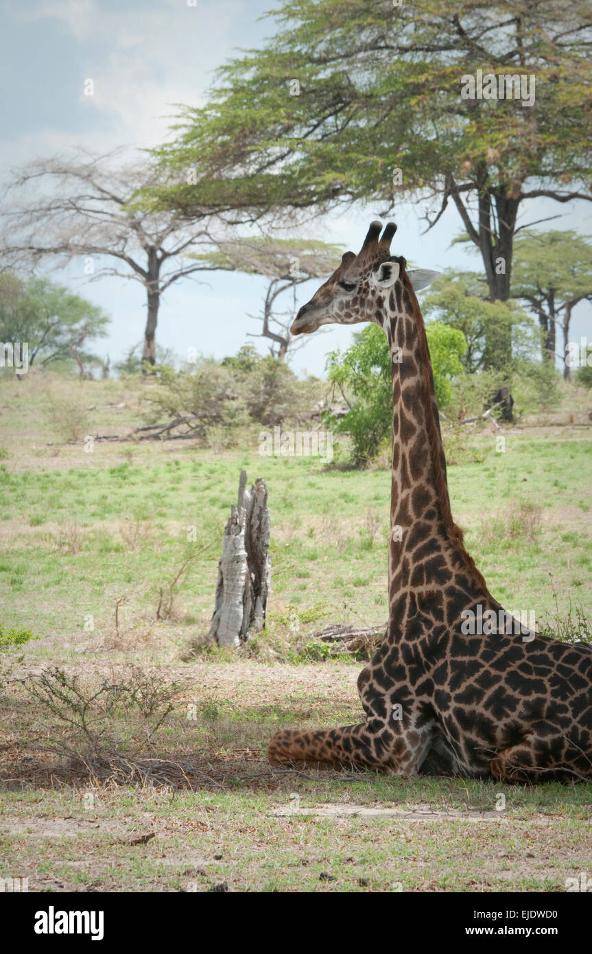 Masai giraffe lying down Stock Photo - Alamy