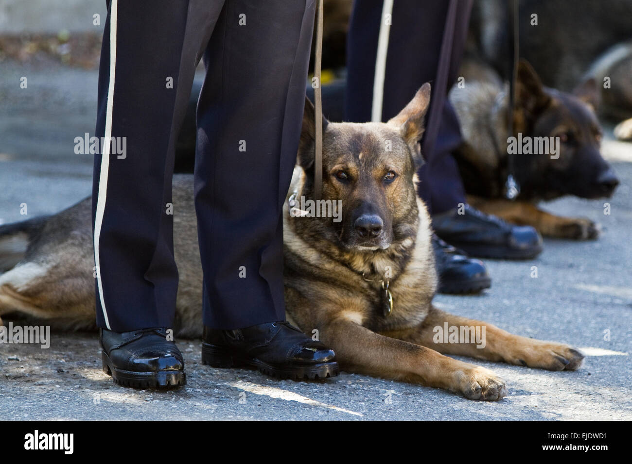 Police Officer and Police Dog Stock Photo - Alamy
