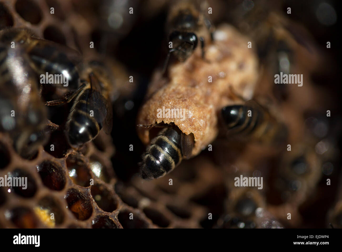 Nurse bees take care of a queen bee egg in a queen cup on a beehive of ...