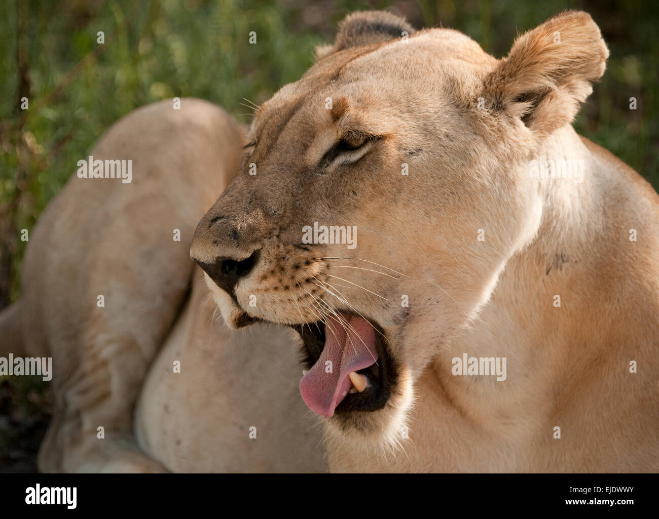 Lion yawn hi-res stock photography and images - Alamy