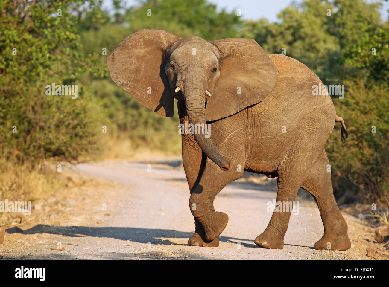 african elephant crossing the street, south africa, wildlife Stock ...