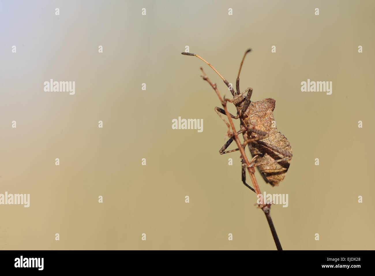 Brown Squash Bug - Dock Leaf Bug (Coreus marginatus - Cimex marginatus ...