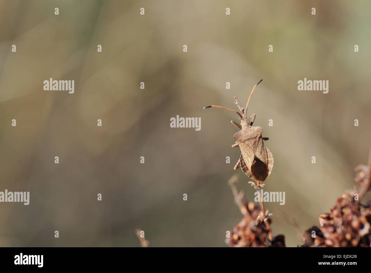 Brown Squash Bug - Dock Leaf Bug (Coreus marginatus - Cimex marginatus ...