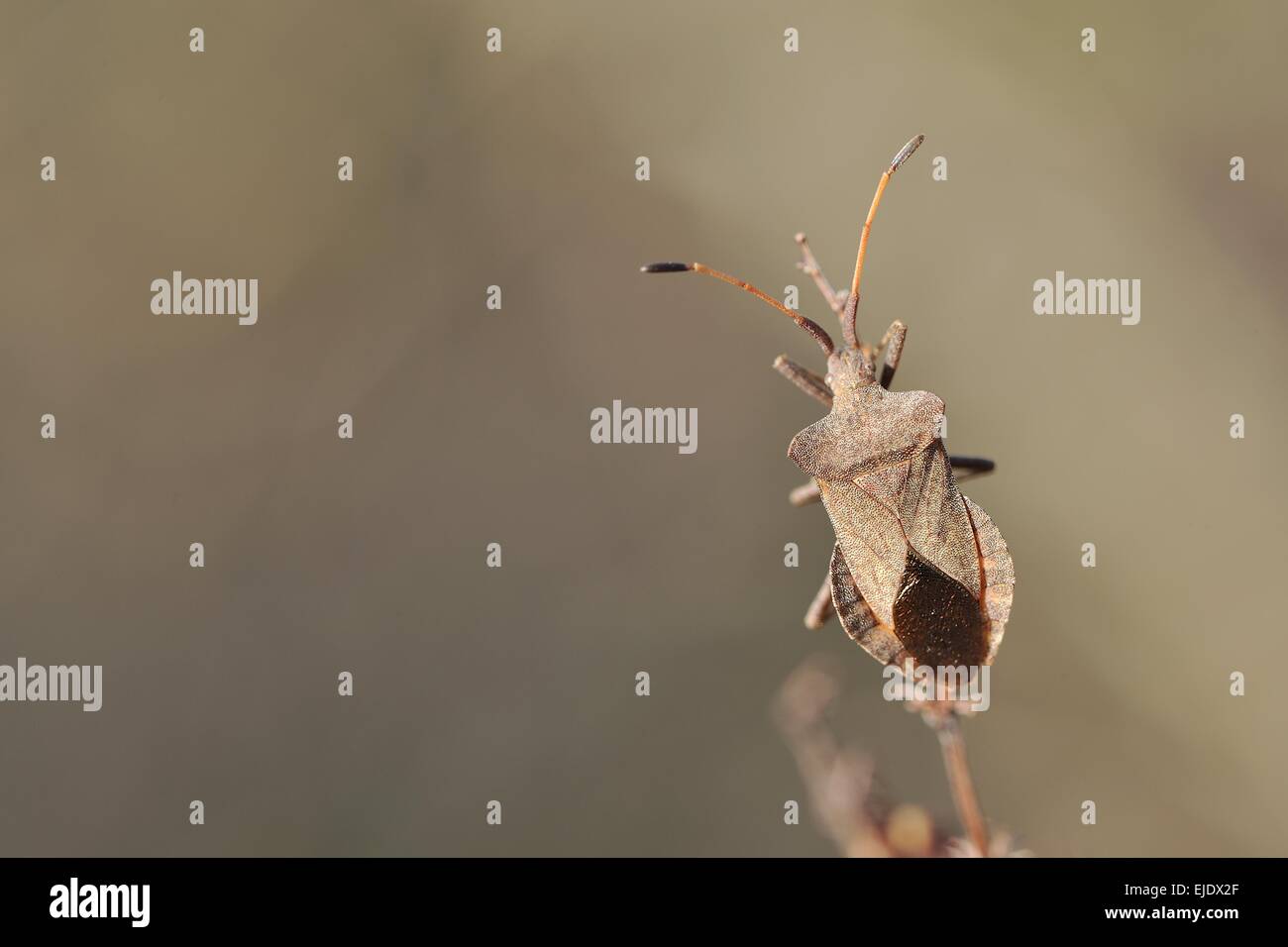 Brown Squash Bug - Dock Leaf Bug (Coreus marginatus - Cimex marginatus ...