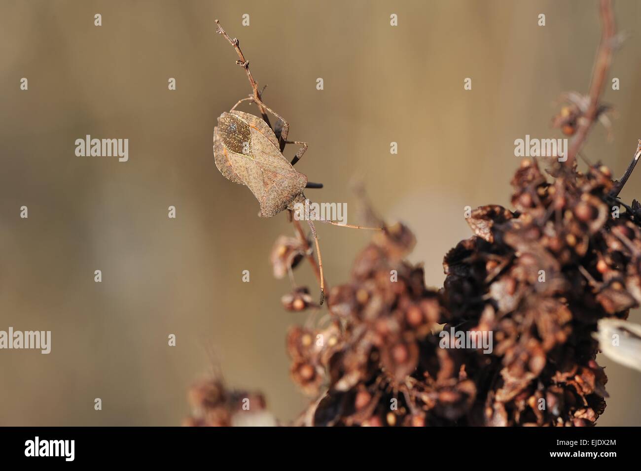 Brown Squash Bug - Dock Leaf Bug (Coreus marginatus - Cimex marginatus ...
