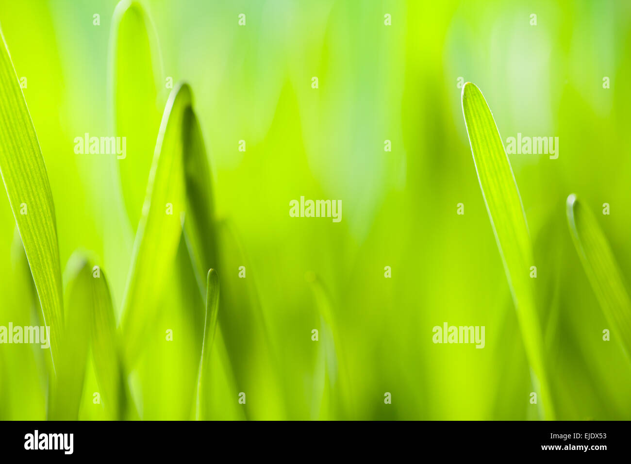 Abstract green young barley background Stock Photo - Alamy