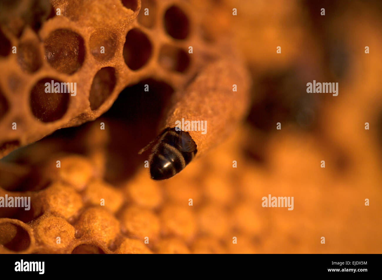 A nurse bee takes care of a queen bee egg in a queen cup on a beehive ...