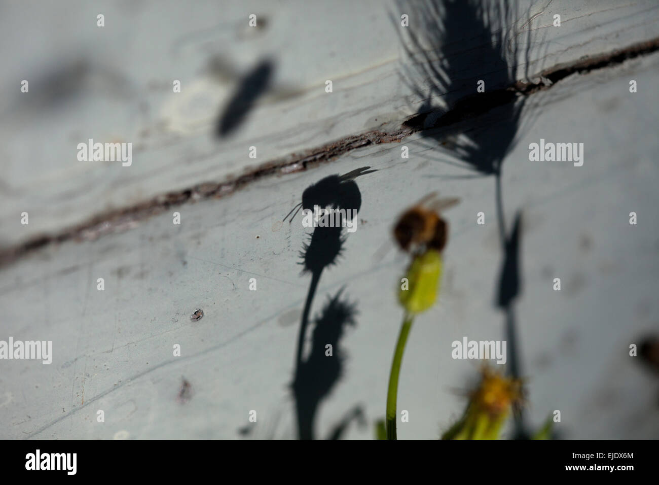 The shadow of a honey bee perching in a flower is cast in an apiary of ...