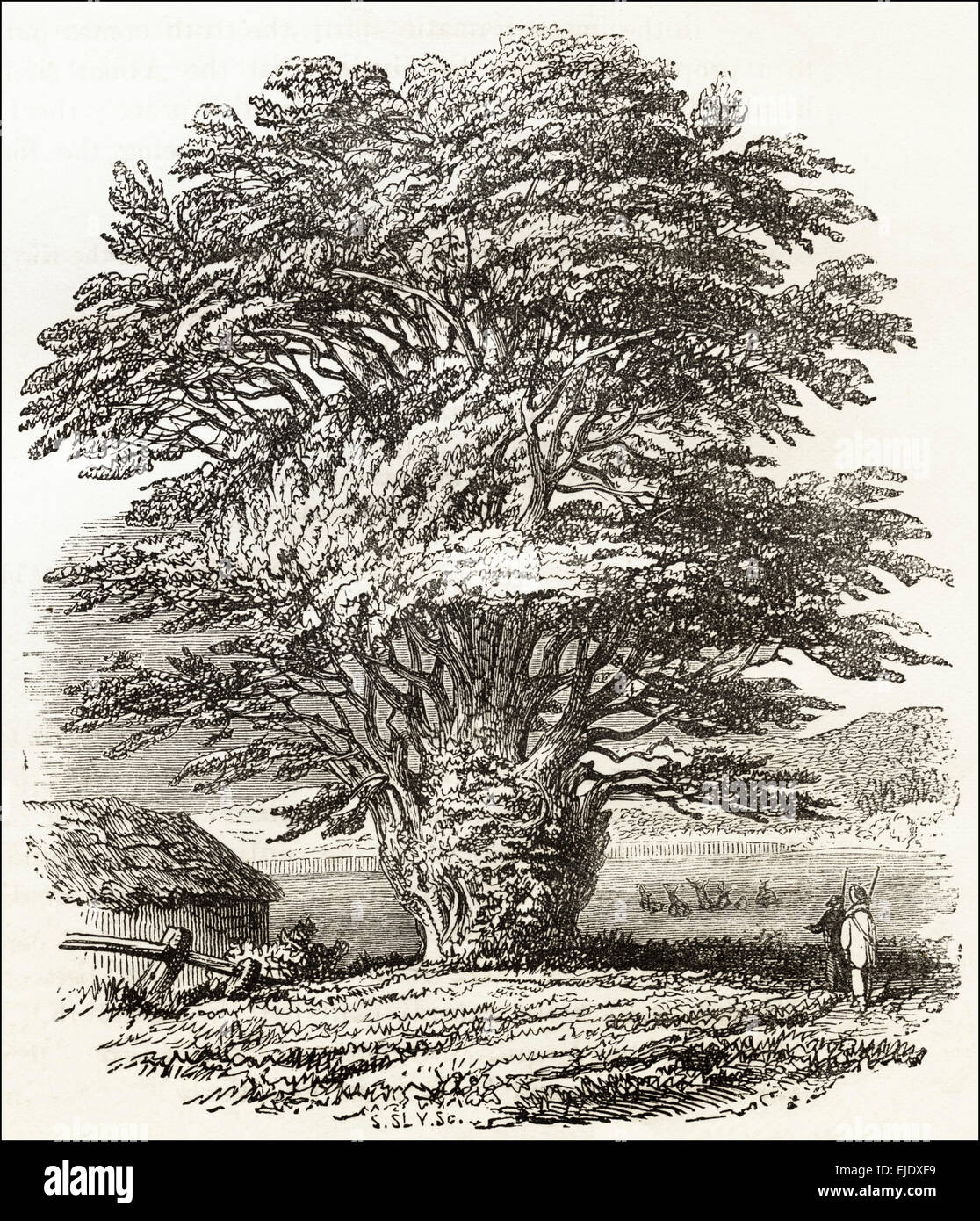 Black yew hi-res stock photography and images - Alamy