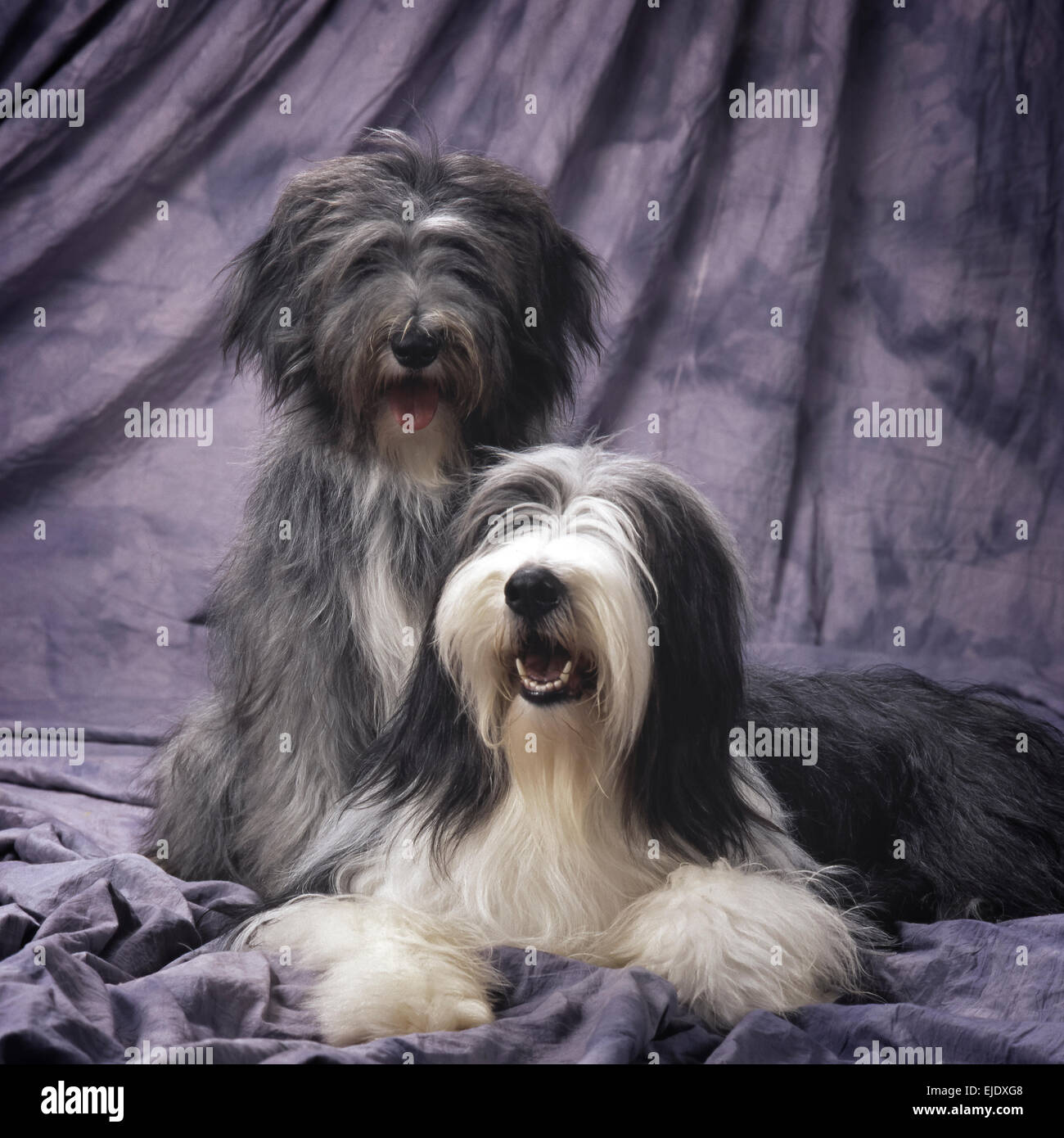 Bearded collie couple Stock Photo - Alamy