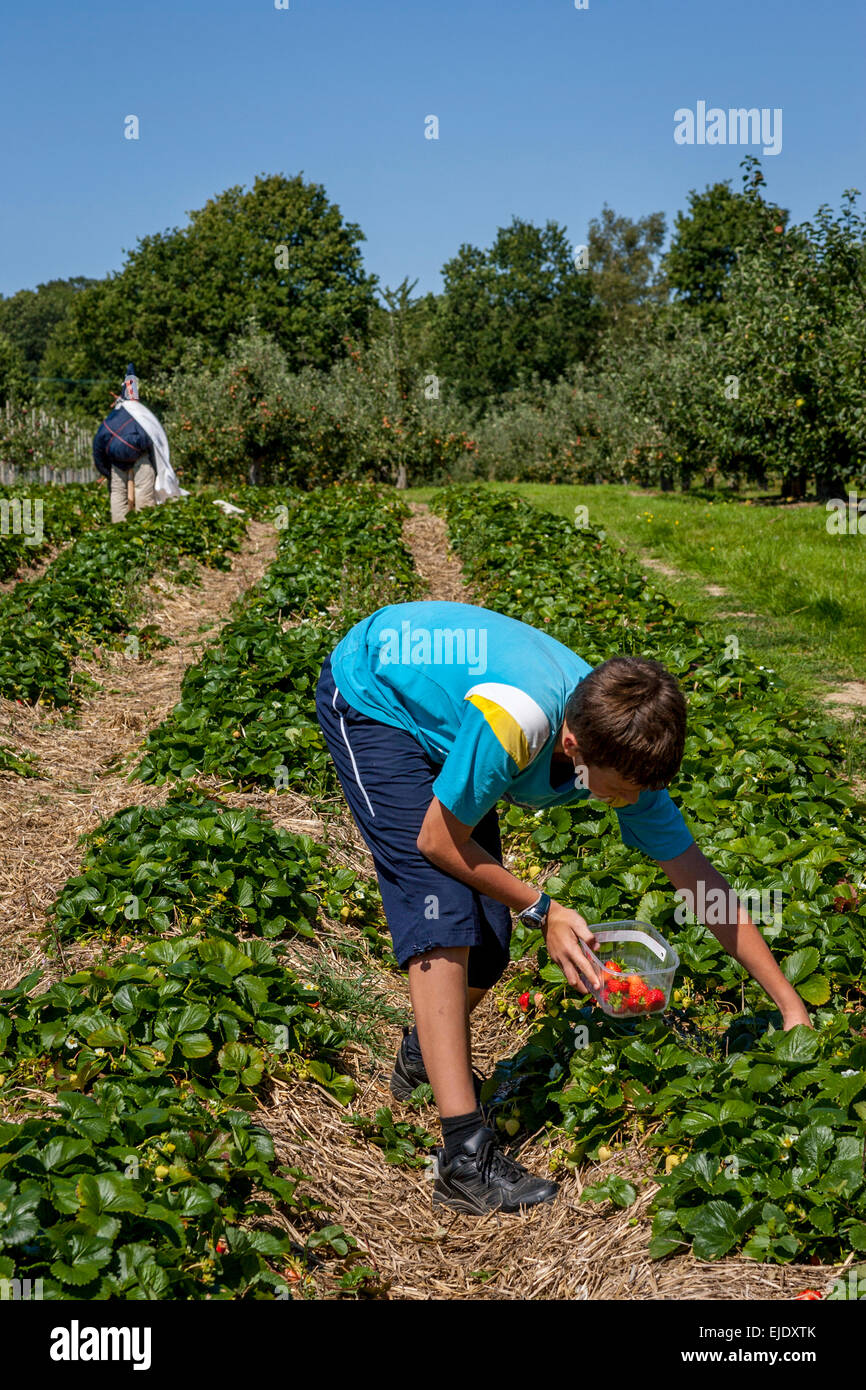 Pick your own fruit hi-res stock photography and images - Alamy