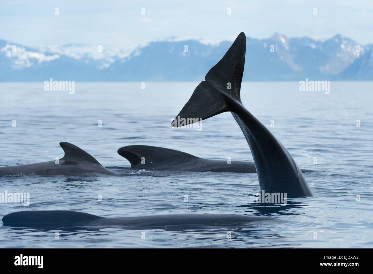 Long finned pilot whale hi-res stock photography and images - Alamy