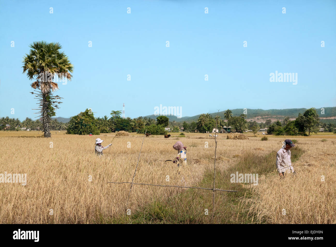 Cambodia rice field working hi-res stock photography and images - Alamy