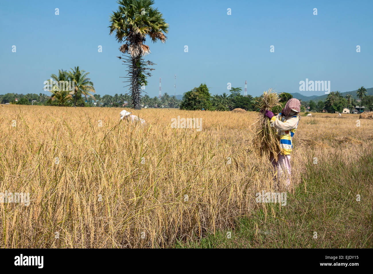 Cambodia rice field working hi-res stock photography and images - Alamy