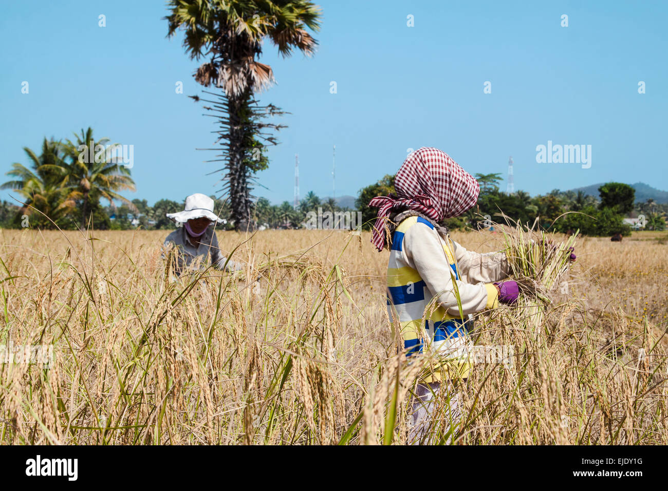 Cambodian rice farm hi-res stock photography and images - Alamy