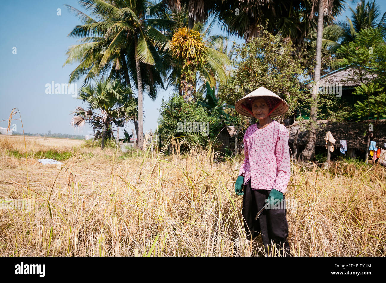 Harvest time in Cambodia, Asia. Rice field Stock Photo - Alamy
