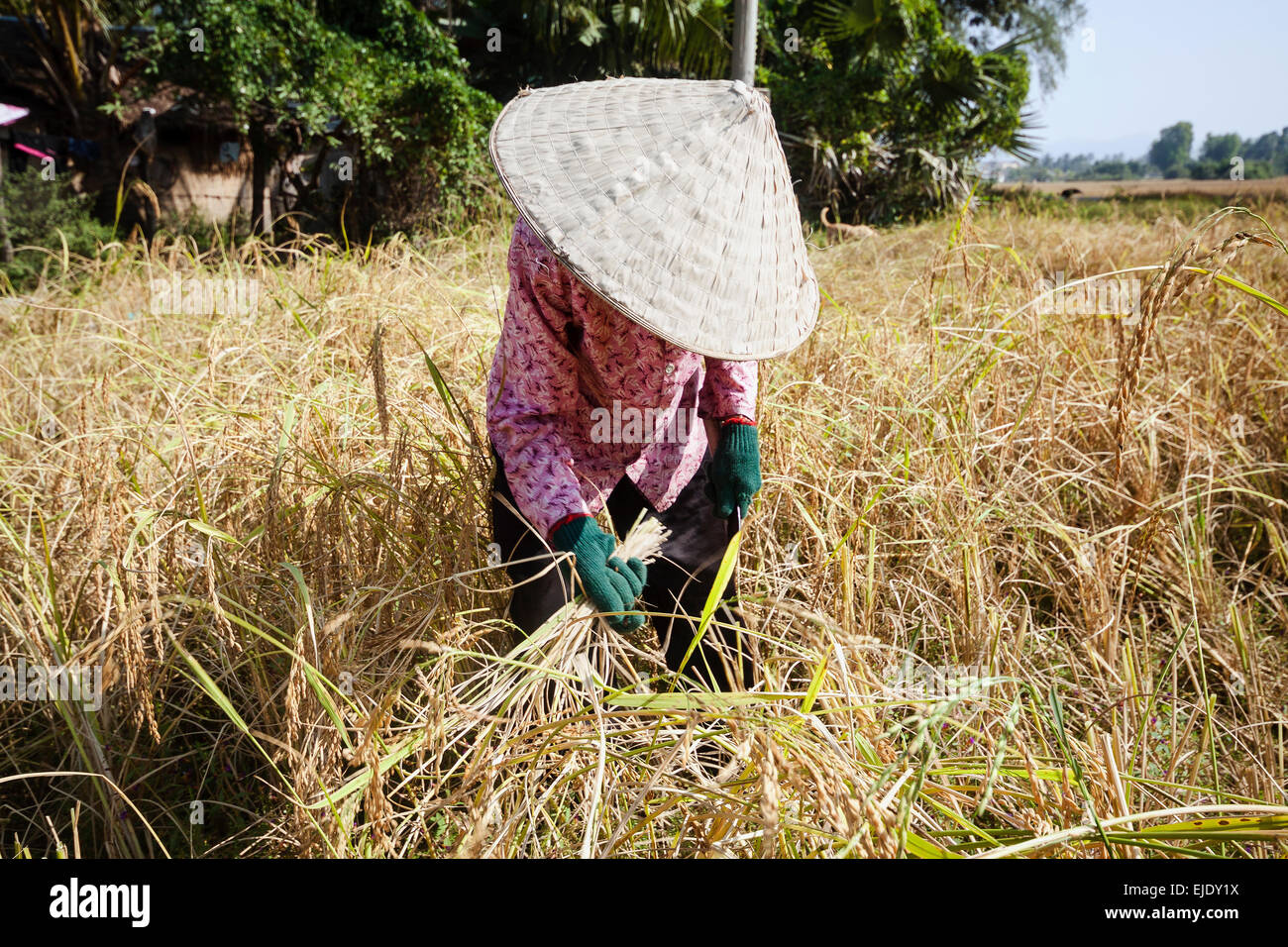 Harvest time in Cambodia, Asia. Rice field Stock Photo - Alamy