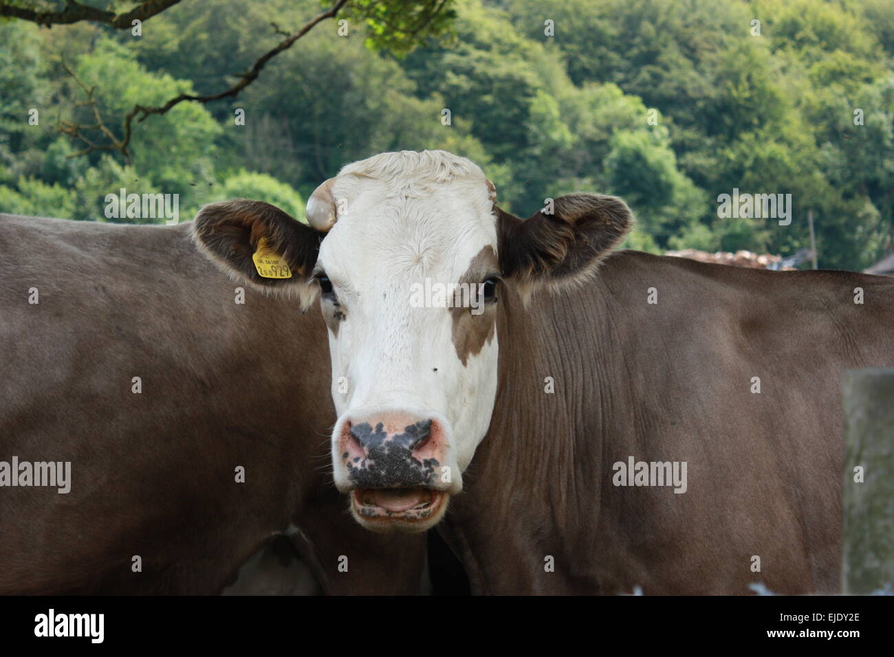 Witcombe hi-res stock photography and images - Alamy