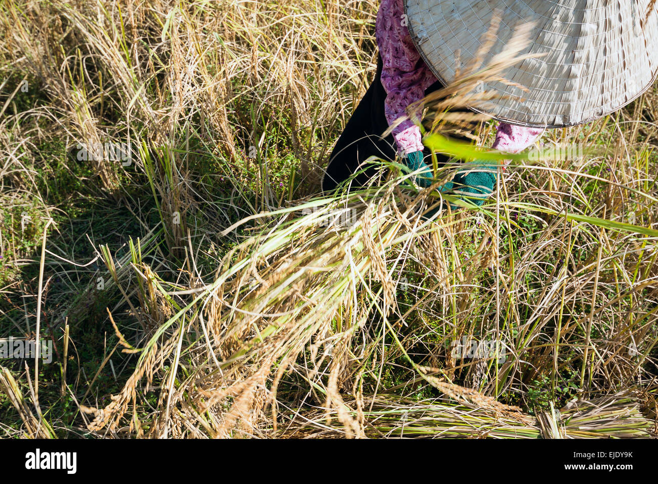 Harvest time in Cambodia, Asia. Rice field Stock Photo - Alamy