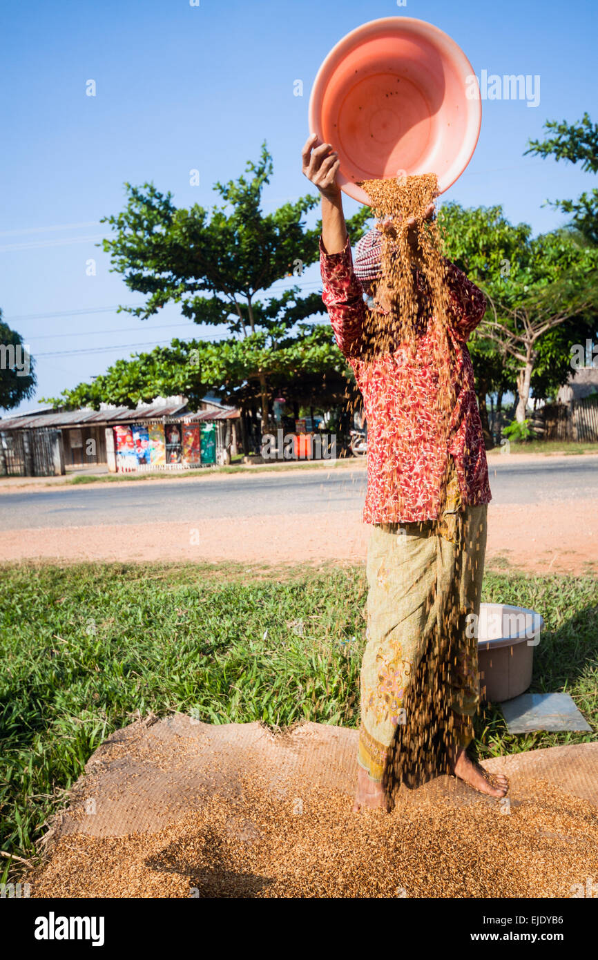 Women rice harvests hi-res stock photography and images - Alamy