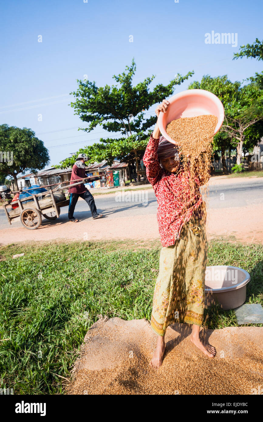 Harvest time in Cambodia, Asia. The old woman winnowing rice Stock ...
