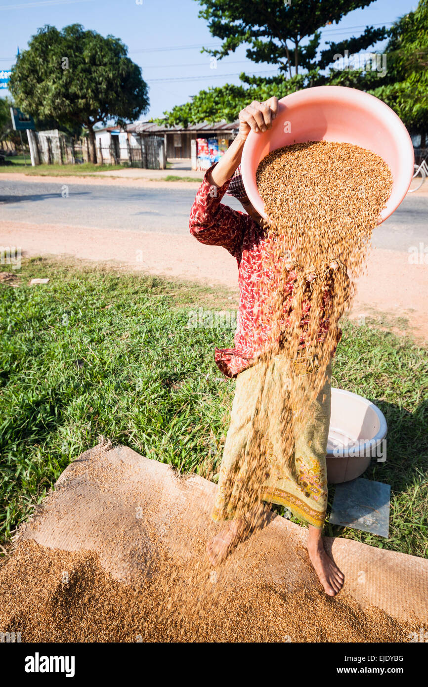 Harvest time in Cambodia, Asia. The old woman winnowing rice Stock ...