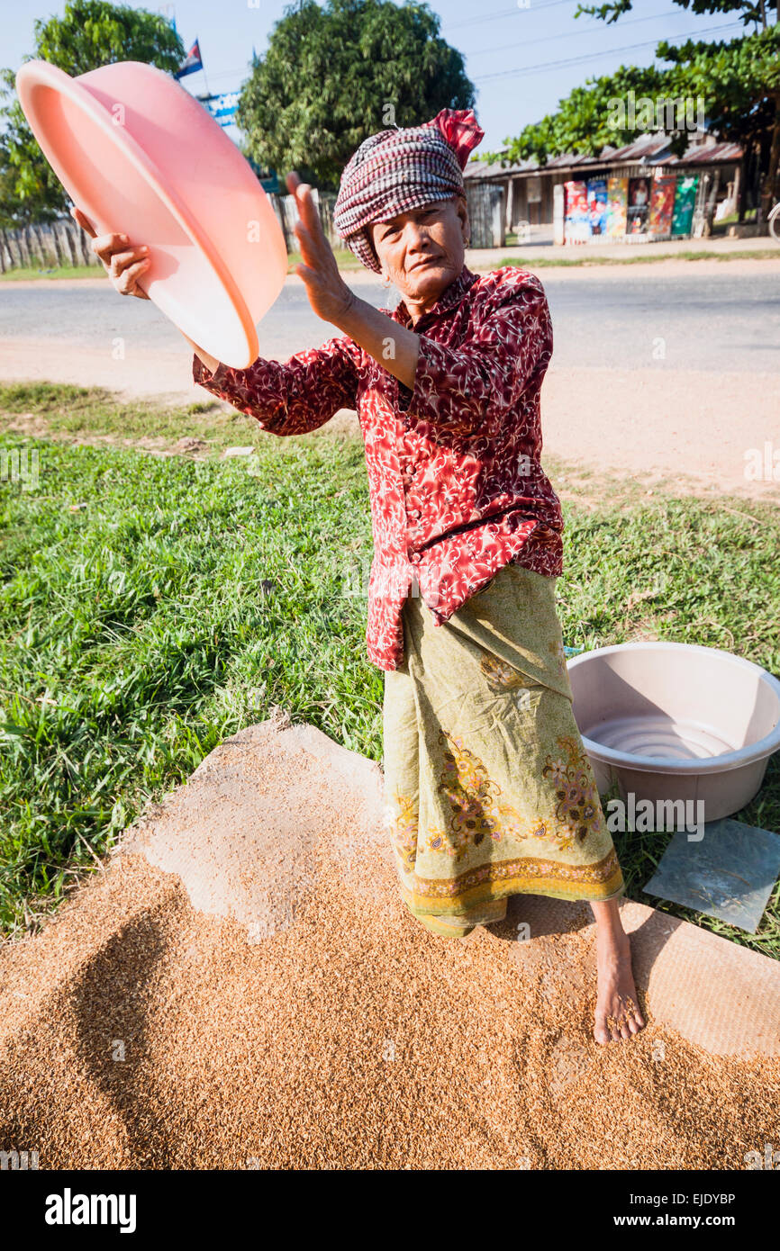 Women rice harvests hi-res stock photography and images - Alamy