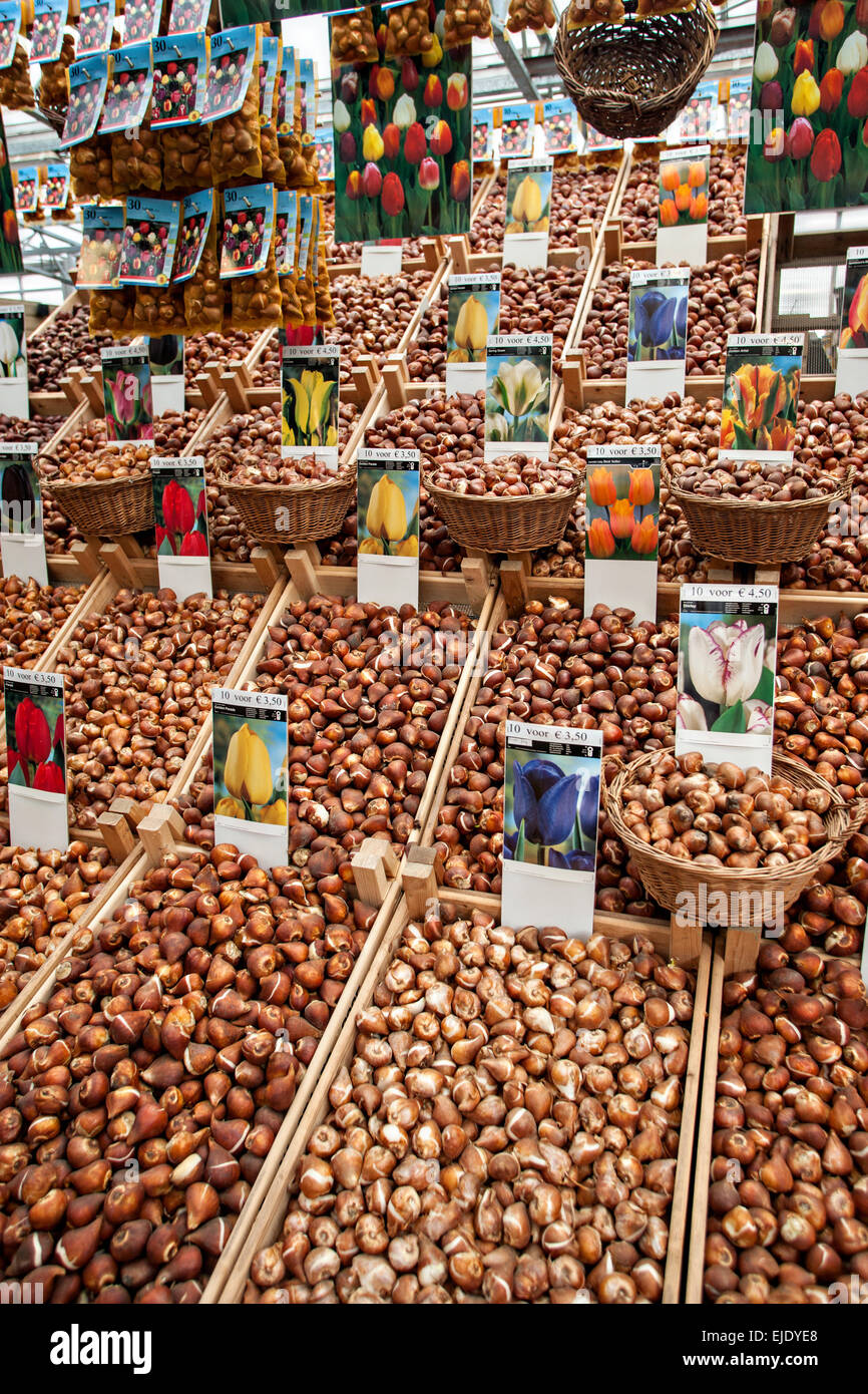 Tulip bulbs on display at a street market in Amsterdam Stock Photo - Alamy