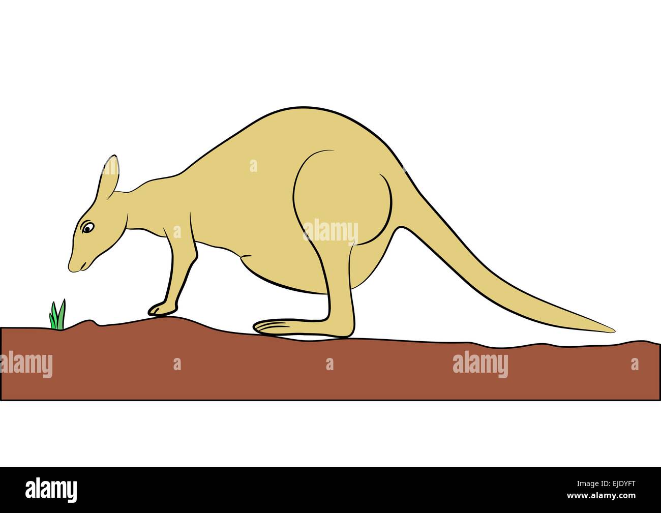 Rat kangaroo australia Stock Vector Images - Alamy