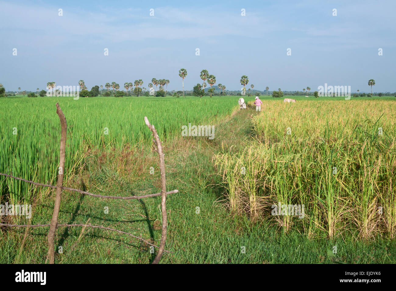 Rice field in Cambodia, Asia Stock Photo - Alamy