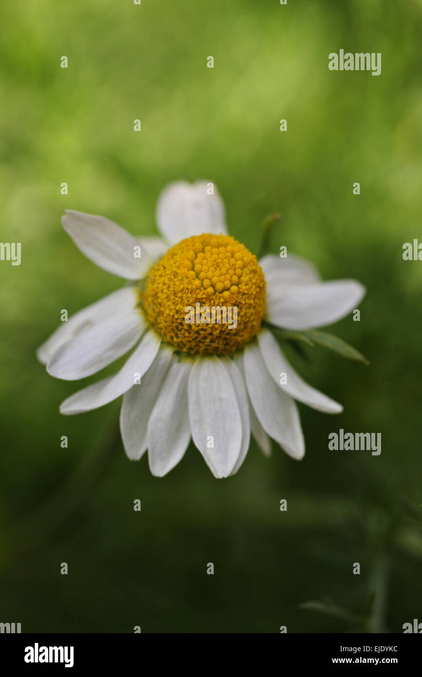 gorgeous fragrant chamomile growing fresh in the garden Stock Photo - Alamy