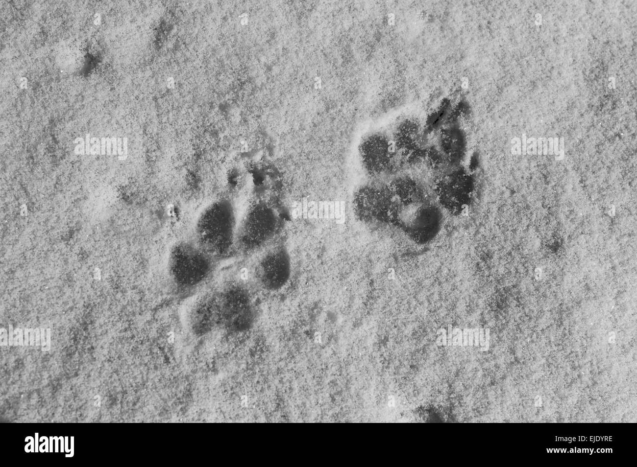 Predator trace hi-res stock photography and images - Alamy