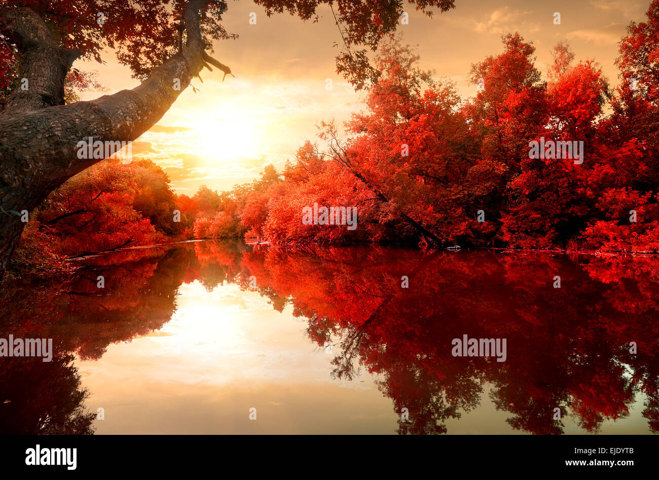 Trees along river hi-res stock photography and images - Alamy