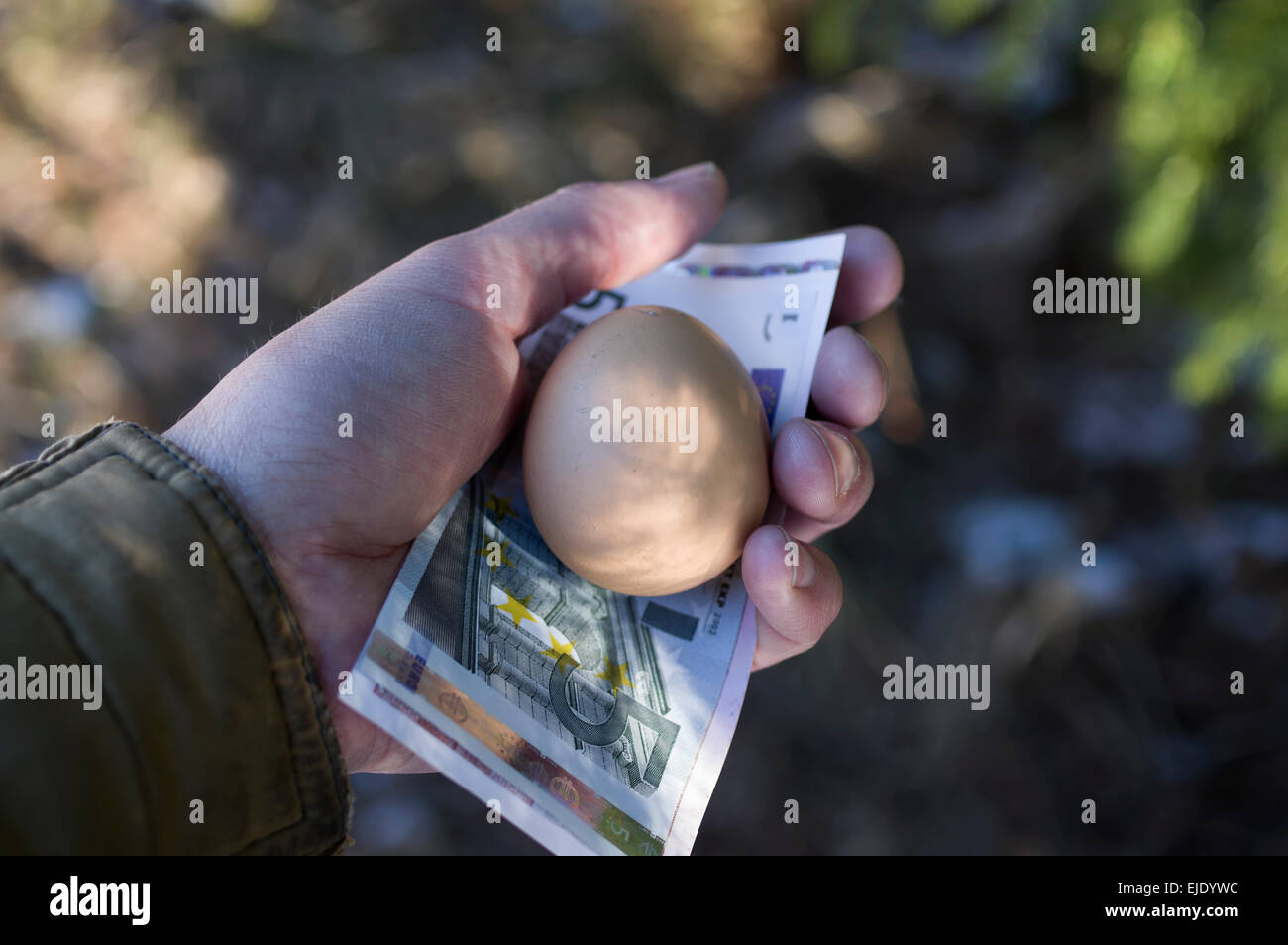 Money currency chicken hi-res stock photography and images - Alamy