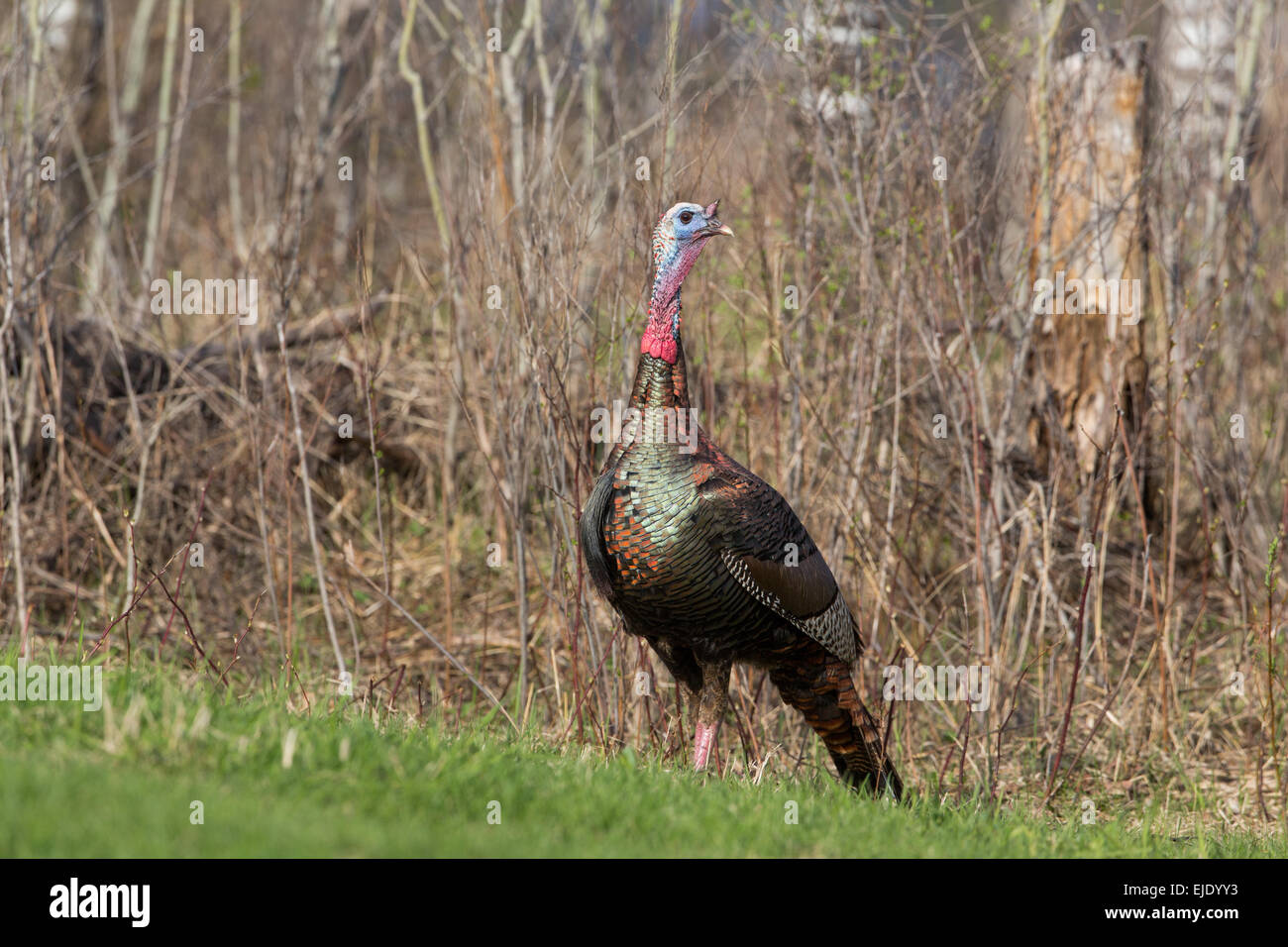 Eastern wild turkey - male Stock Photo - Alamy
