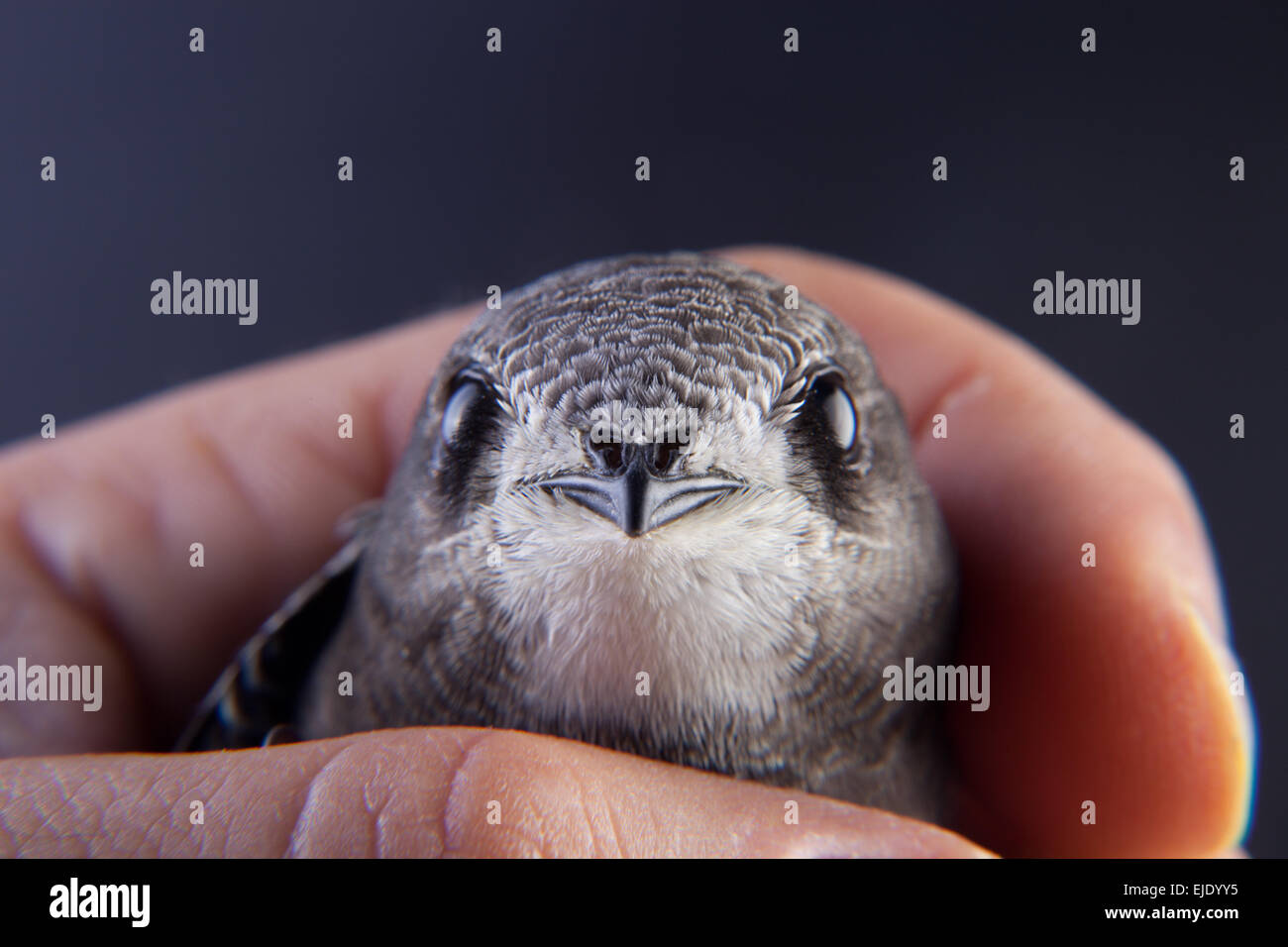 Beautiful young swallow Sand Martin, riparia riparia, on my hand Stock ...