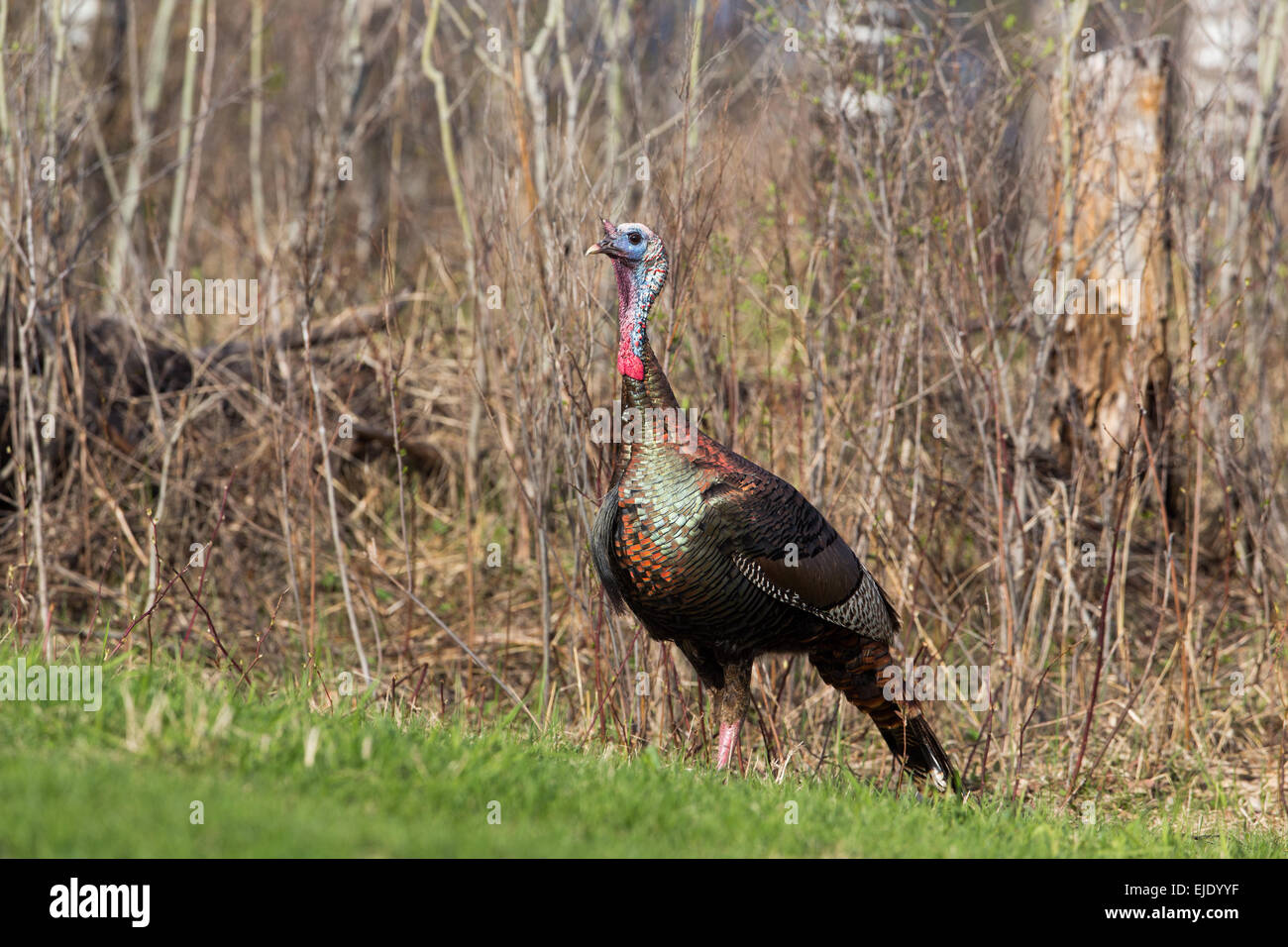 Eastern wild turkey - male Stock Photo - Alamy