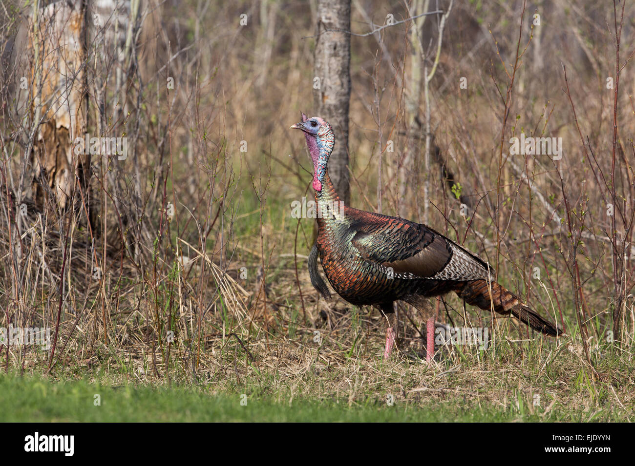 Eastern wild turkey - male Stock Photo - Alamy