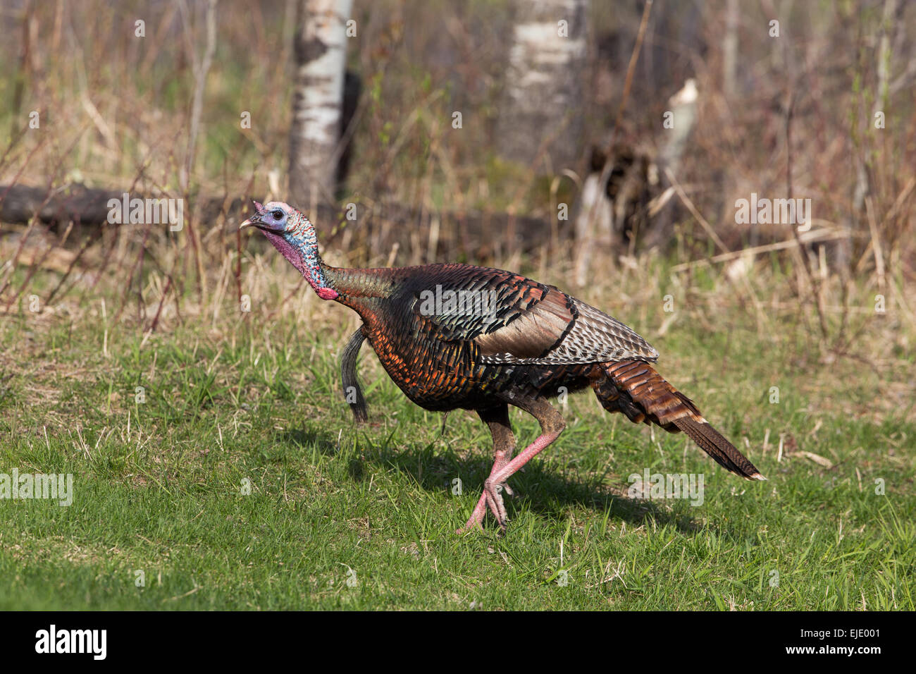 Eastern wild turkey - male Stock Photo - Alamy