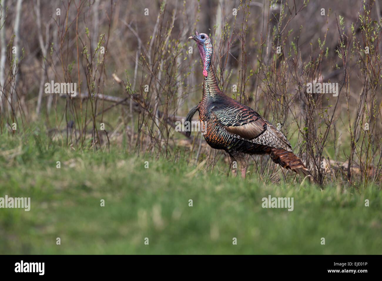 Eastern wild turkey - male Stock Photo - Alamy
