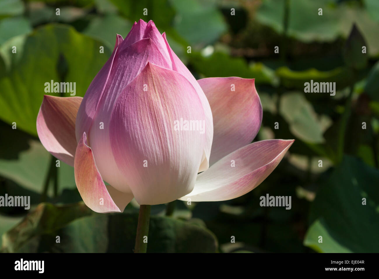 Blue Lotus - Indian(Nelumbo nucifera) flower, species from the Water ...