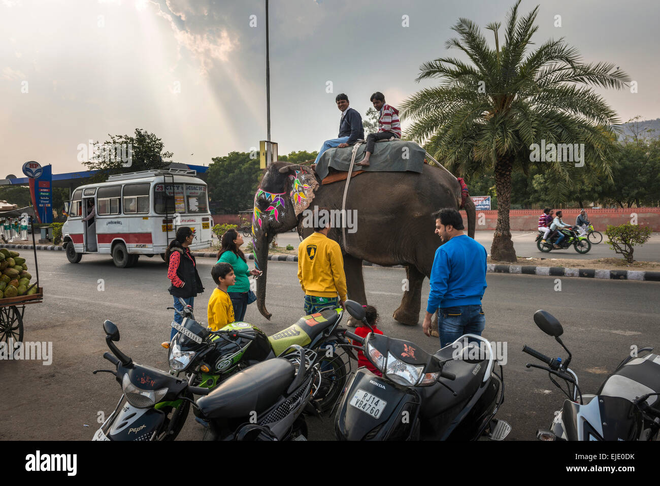 Indian Elephant and riders walking along a main road near Jaipur ...