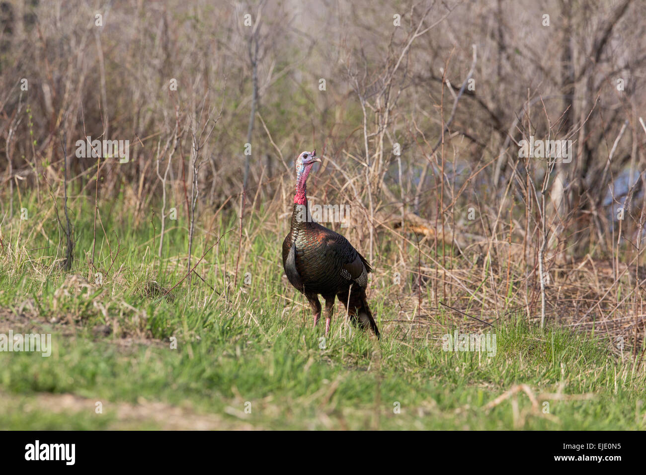 Eastern wild turkey - male Stock Photo - Alamy