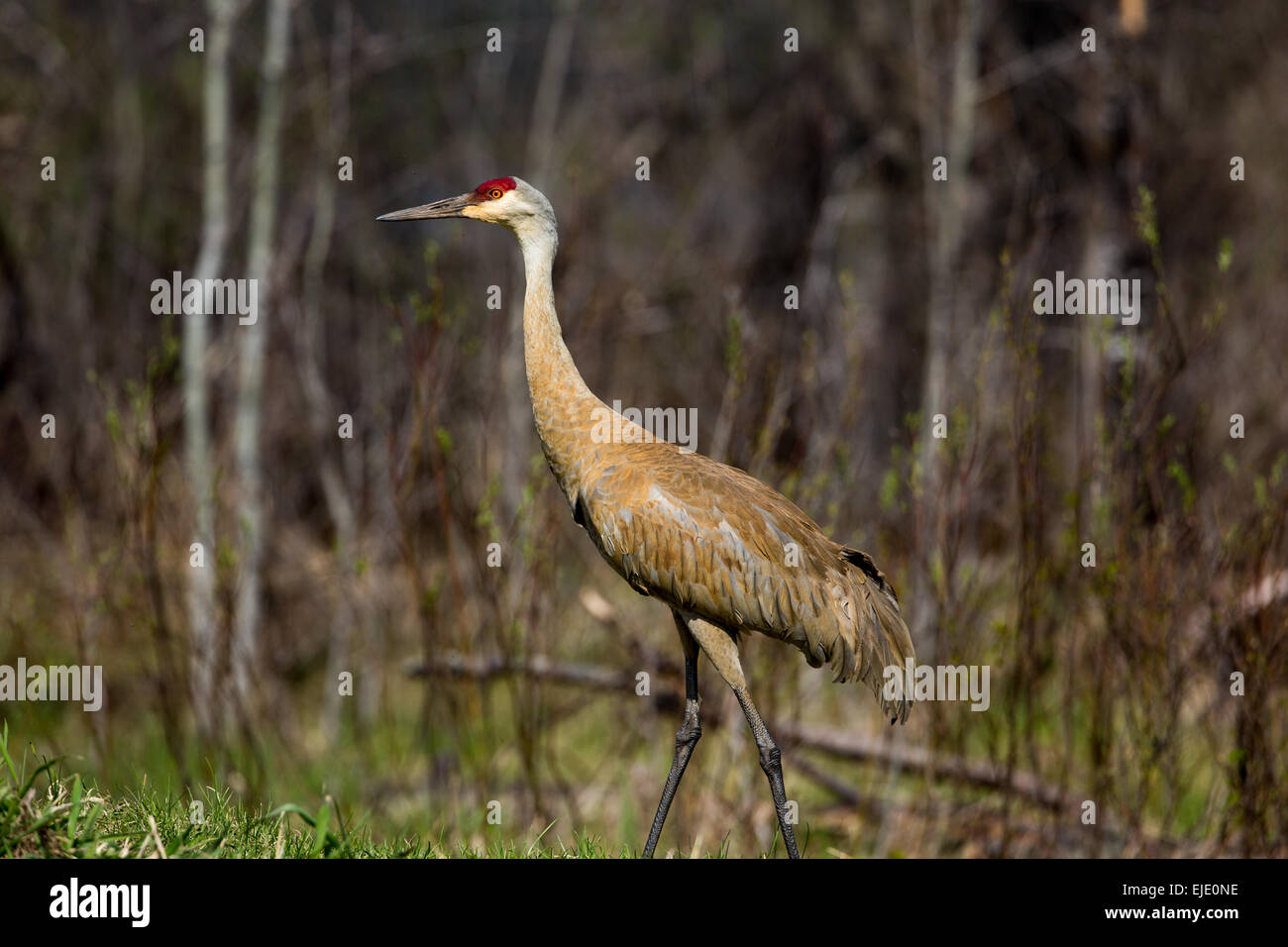 Crane walk hi-res stock photography and images - Alamy