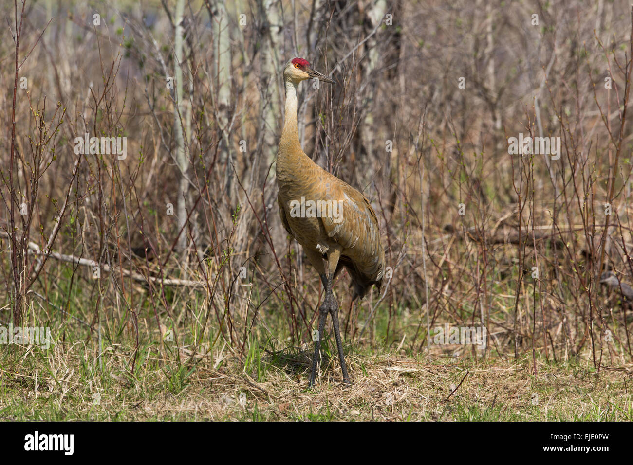 Sandhill crane in spring Stock Photo - Alamy