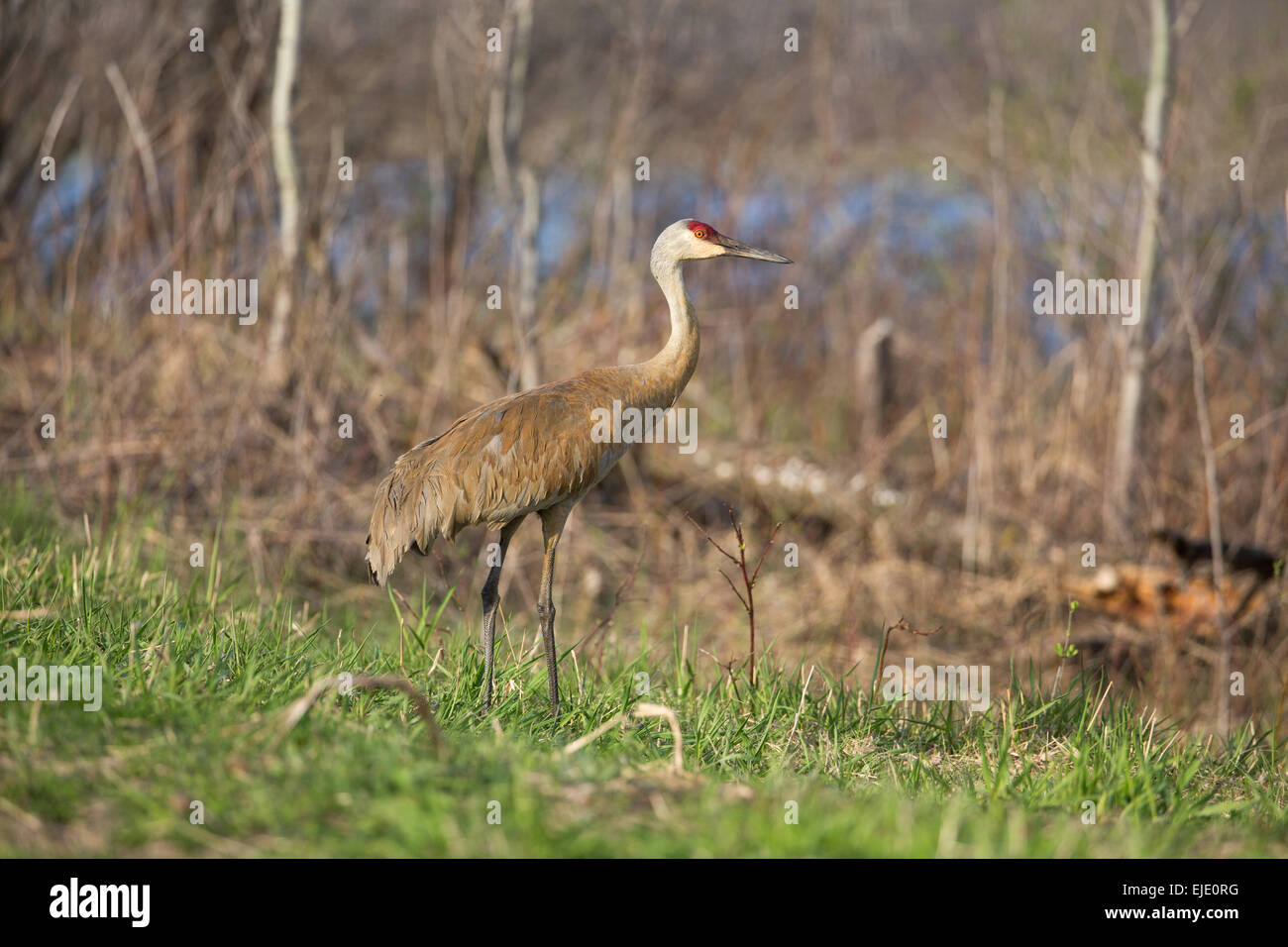 Sandhill crane in spring Stock Photo - Alamy